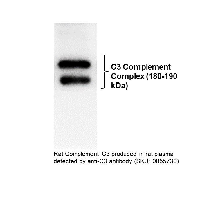 Goat Igg Fraction To Rat Complement C3