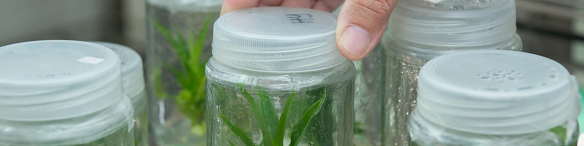 Plant Tissue Cell Culture Supplies - Propagation & Growth Regulator ...